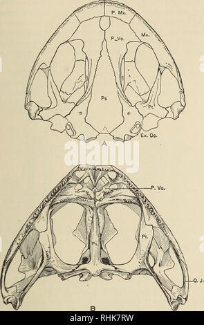 . The biology of the frog. Frogs. m B. The skeleton of the forearm ...