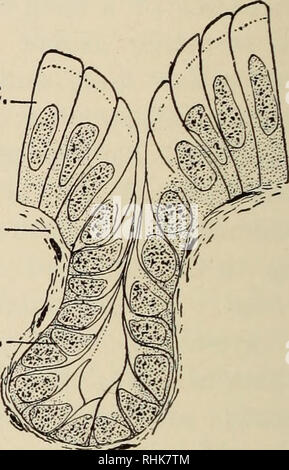 Cross-section through the intestine with glands 100x Stock Photo - Alamy