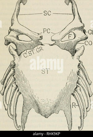 . The biology of birds. Birds. THE PEDIGREE OF BIRDS 351. Fig. 51 ...