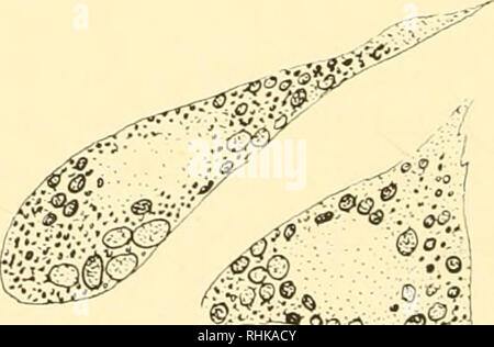 . The biology of the cell surface. Cytology. THE ECTOPLASM changes ...