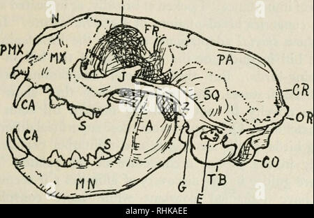 . The biology of birds. Birds. ADAPTATIONS OF THE SKELETON 67 In the ...