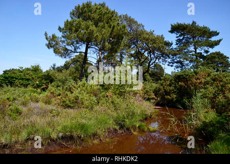 Arne; RSPB Reserve; Wareham; Dorset; UK Stock Photo - Alamy