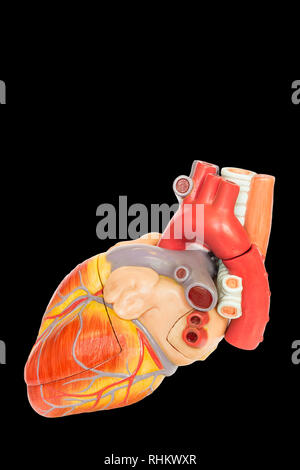 Side view of the heart anatomy and its coronary blood vessels Stock ...