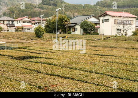 Japan, Honshu, Shizuoka, tea fields, tea picking Stock Photo - Alamy