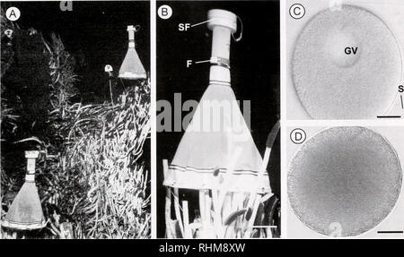 Primary oocyte, light micrograph. A primary oocyte in an antral ovarian ...