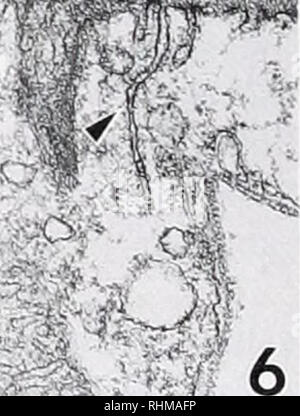 This section from 'Fresh-water Biology' illustrates the morphology of ...