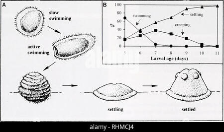 Scanning electron microscope samples on specimen mounts. SEM pins to ...