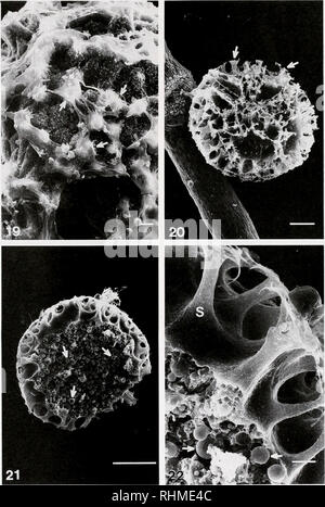 A hydra cross section Stock Photo - Alamy