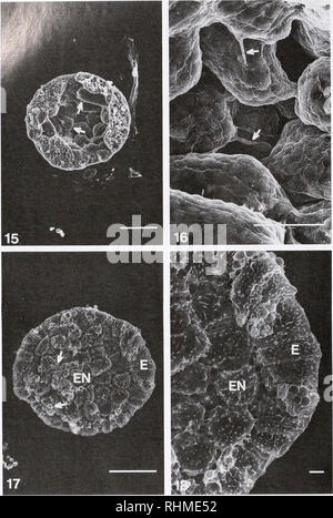 A hydra cross section Stock Photo - Alamy
