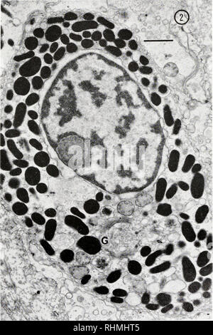 intercellular bridges