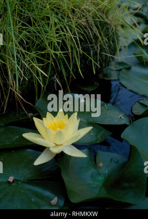 A pale yellow waterlily Stock Photo - Alamy