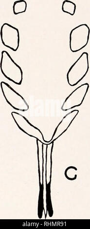 Normal male genitalia Stock Photo - Alamy