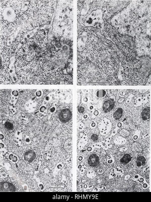 Nucleus with nuclear pores in the nuclear membrane, coloured ...