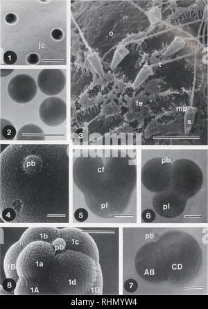 Scanning electron micrograph (SEM) of oocyte with a cluster of cells ...