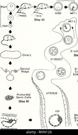 Mouse blastocyst stage embryo Stock Photo - Alamy