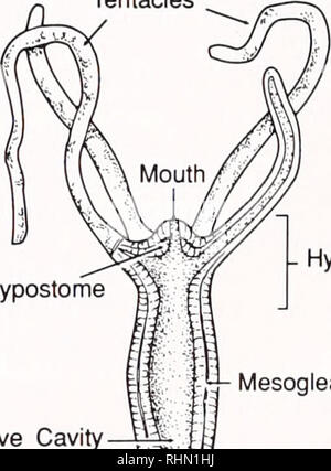 Hydra Under Microscope Labeled