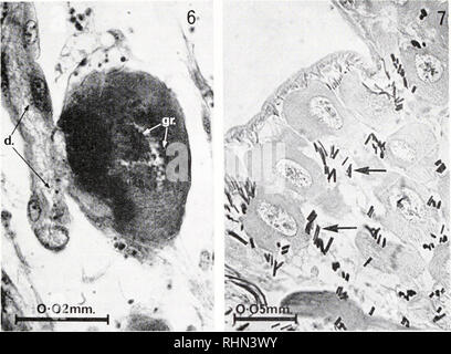 Barnacle and muscles in a mass on a pole Stock Photo - Alamy