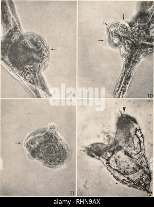 Sea Urchin Embryos Stock Photo - Alamy