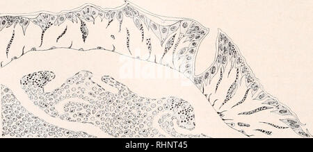 Mucin secretion in the small gut, coloured electron micrograph (SEM ...