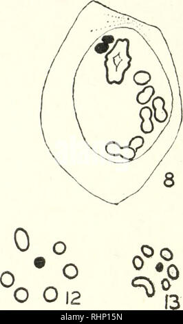 Prophase 1 Drawing