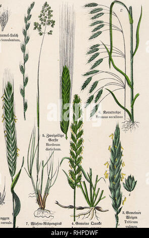 Knaulgras, Dactylis, glomerata Stock Photo - Alamy