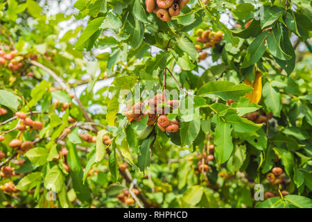 still life of rose apple or chompu on wooden Stock Photo - Alamy