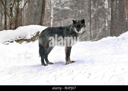 Wolf Center in the Haliburton Forest, Haliburton Ontario Stock Photo ...