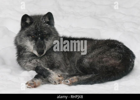 Wolf Center in the Haliburton Forest, Haliburton Ontario Stock Photo ...