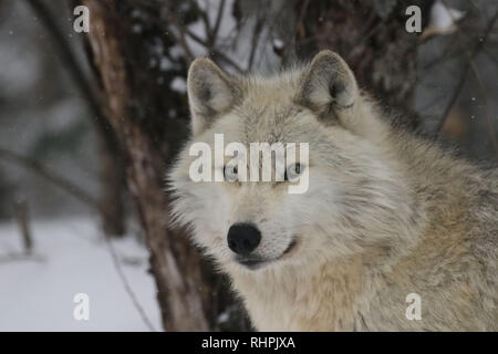Wolf Center in the Haliburton Forest, Haliburton Ontario Stock Photo ...