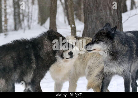 Wolf Center in the Haliburton Forest, Haliburton Ontario Stock Photo ...