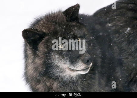 Wolf Center in the Haliburton Forest, Haliburton Ontario Stock Photo ...