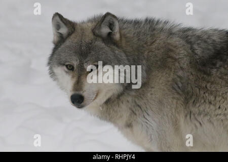 Wolf Center in the Haliburton Forest, Haliburton Ontario Stock Photo ...