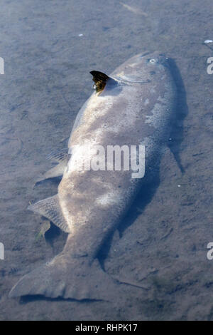 Dead fish. Salmon at the end of the spawning season Stock Photo - Alamy