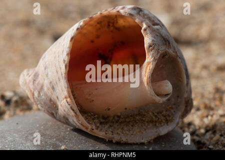 large seashell lying on a stone. sand in the background. on the shell ...