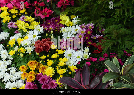 Mix color flower blooming at flower market Stock Photo - Alamy