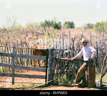 Cowboys working cattle in pens after a roundup on a West Texas ranch ...
