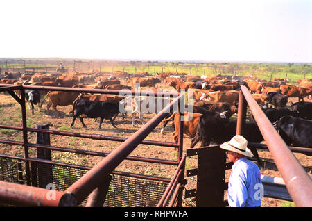 Cowboys working cattle in pens after a roundup on a West Texas ranch ...