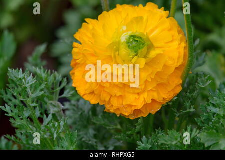 Yellow Ranunculus blossoms in garden Stock Photo - Alamy