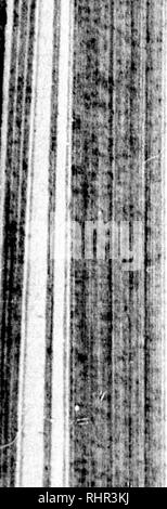 Yellow red-poll warbler : Sylvia petechia, Lath. Male, 1. Female, 2 ...