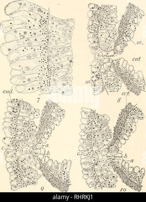 Hydra, longitudinal section showing ectoderm, endoderm and ...