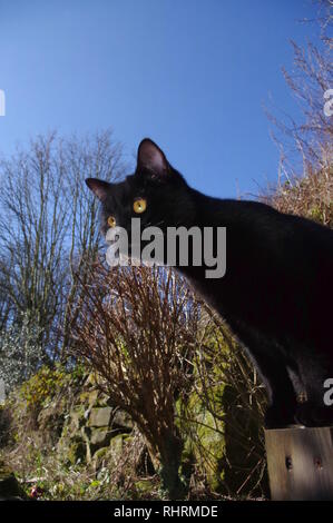 Black cat sat on garden table Stock Photo - Alamy