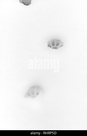 Cat tracks in the fresh snow in the backyard Stock Photo - Alamy