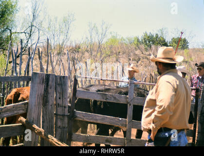 Cowboys working cattle in pens after a roundup on a West Texas ranch ...