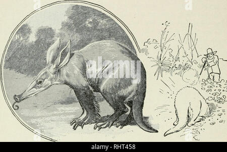 Detail of animal skins in an old market Stock Photo - Alamy