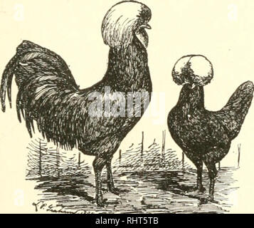 White-faced Black Spanish Fowl - rare breed of chicken Stock Photo - Alamy