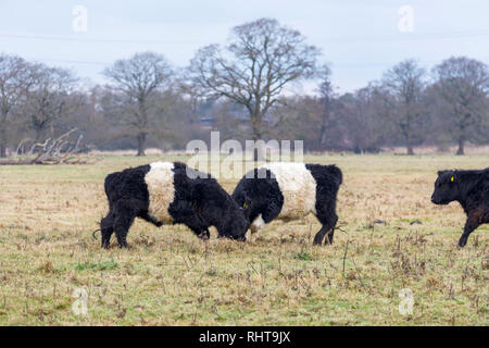 Belted Galloway cows with characteristic long hair coat and broad white ...