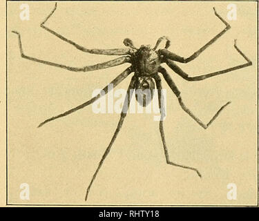 Heteropoda venatoria is a species of spider in the family Sparassidae ...