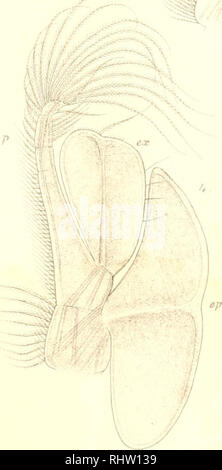 . Beskrivelse af de hidtil kjendte norske arter af underordnerne ...