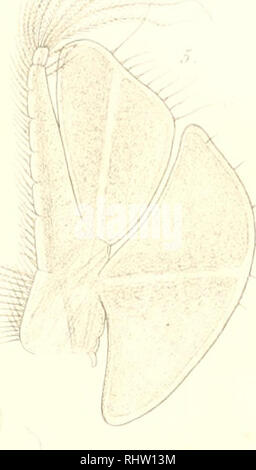 . Beskrivelse af de hidtil kjendte norske arter af underordnerne ...