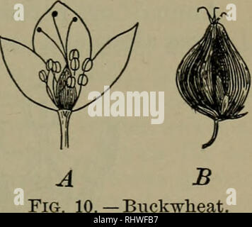 . Foundations of botany. Botany; Botany. DICOTYLEDONOUS PLANTS 67 ...